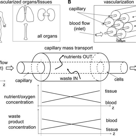 Pdf Hollow Fiber Bioreactor Technology For Tissue Engineering