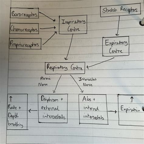 A Level Pe Chapter 1 Flashcards Quizlet