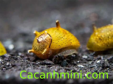 Ốc Nerita Gai ốc ăn Rêu Hại Trong Hồ Thủy Sinh ⋆ Cá Cảnh Mini
