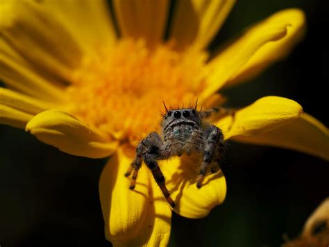 Jumping Spider Scrolller