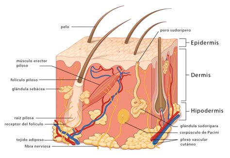 ¿cuántas Capas Tiene La Piel Curiosoando Skin Anatomy