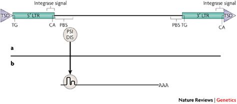 Motifs And Signals That Are Present In Long Terminal Repeat Ltr