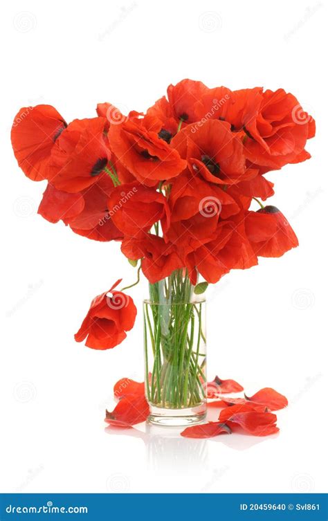 Букет маков стоковое фото изображение насчитывающей цвет 20459640