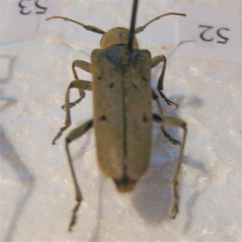 Grasshopper Beetle Species Saperda Vestita Bugguidenet