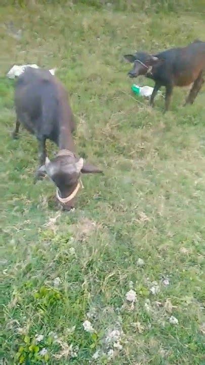 Haram Ka Khane Ki Aadat Padne Do Funny Video Status Short Sawan Sarwankumar Youtube