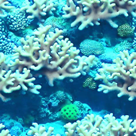 Coral Pattern Graphic · Creative Fabrica