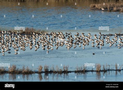 Mixed Wader Flock Of Mainly Dunlin Calidris Alpina With A Single Grey Plover Pluvialis