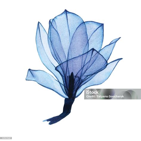 수채화 그림 파란색의 투명한 목련 꽃 흰색 배경에 고립 된 투명한 꽃 결혼식 화장품 및 향수의 디자인을위한 요소 0명에 대한 스톡 벡터 아트 및 기타 이미지 Istock