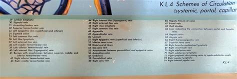 Vintage Anatomy Circulation Chart For Sale At 1stdibs