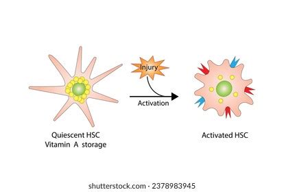 Hepatic Stellate Cell Photos And Images Shutterstock