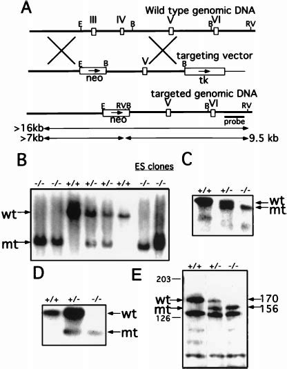 targeted disruption of the helicase domain of the murine wrn gene a