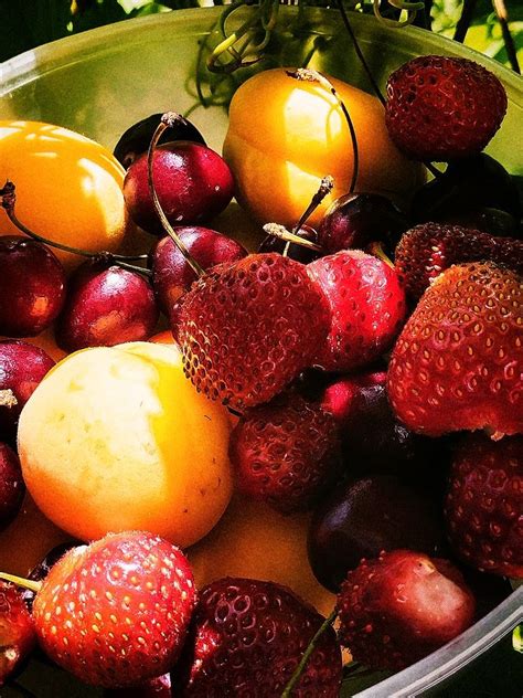 Плодовая миска с разнообразными фруктами