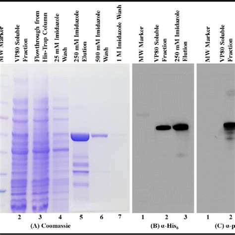 Immobilized Metal Affinity Chromatography Imac Purification Of