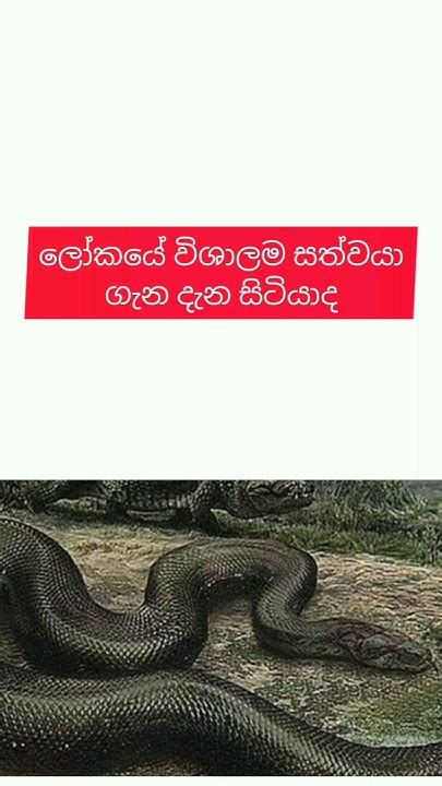 ලෝකයේ විශාලම සත්වයා🥺🥺🥺 Youtube