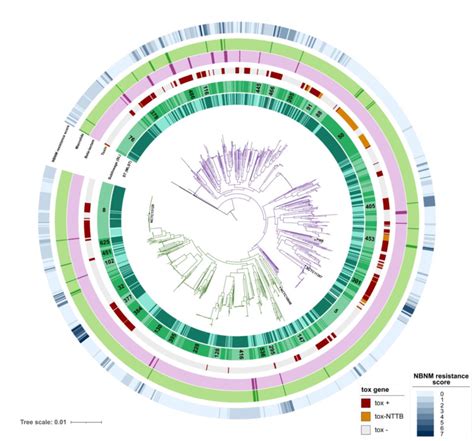 Phylogenetic Tree Of Corynebacterium Diphtheriae The Tree Was Download Scientific Diagram