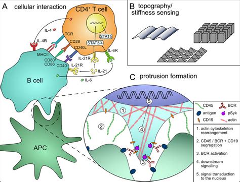 Schematics Of B Cell With Its Major Interplayers A With Apc And Cd4 Download Scientific