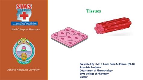 Classification Of Epithelial Tissues Pptx