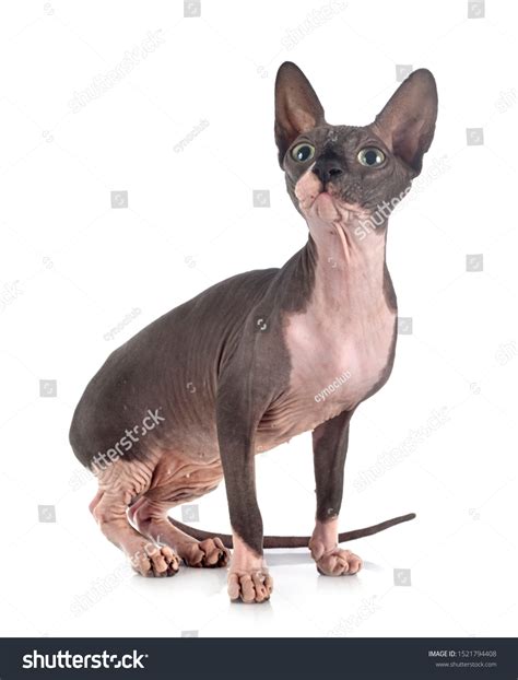 Naked Sphinx Front White Background Stock Photo Edit Now