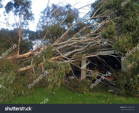Tree Fallen On Shed Stock Photo Shutterstock
