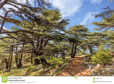 Drzewa Al Shouf Cedrowy Rezerwat Przyrody Barouk Liban Zdjęcie Stock