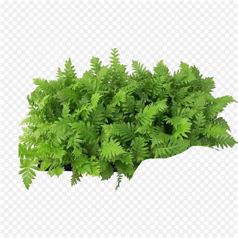 蕨类绿色植物PNG图片素材下载 图片编号yolvawwj 免抠素材网