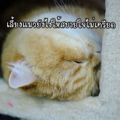 Cat Friendly Club คลับของคนรักแมว เลี้ยงแมวยังไงให้สบายใจ ไม่เครียด