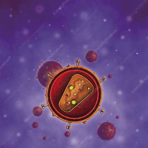 Hiv Particle Illustration Stock Image C058 0522 Science Photo Library