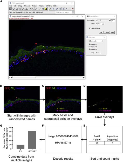 Manually Quantifying The Percentage Of Gfp Cells Found In Each Layer