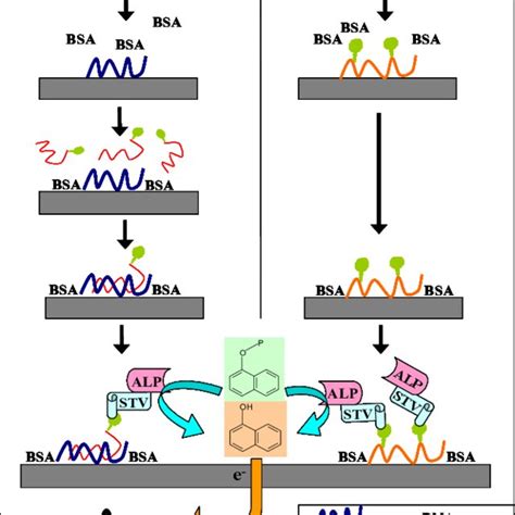 Scheme Of The Electrochemical Enzyme Linked Dna Sensing Procedures A