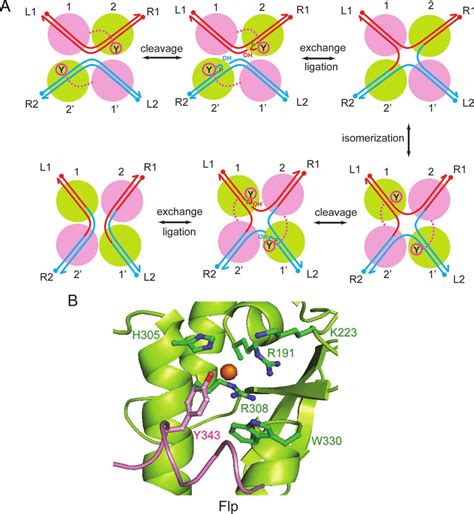 Flp Mediated Site Specific Recombination A The Recombination Download Scientific Diagram