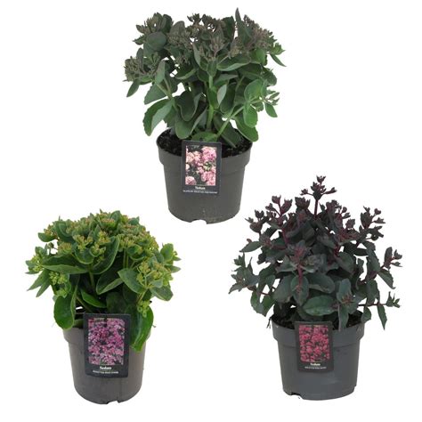 Sedum Mix — Plant Wholesale Floraccess