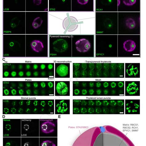 Chloroplast Proteins Show 13 Different Localization Patterns A Download Scientific Diagram