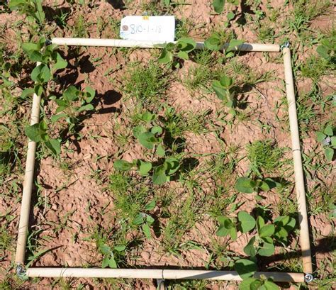 The Next Level Of Weed Control Spud Smart