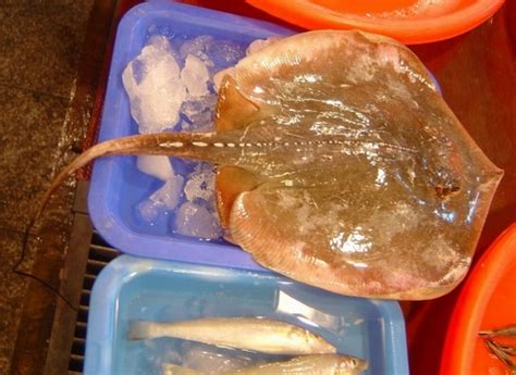 魴魚 詞目 教育部臺灣台語常用詞辭典