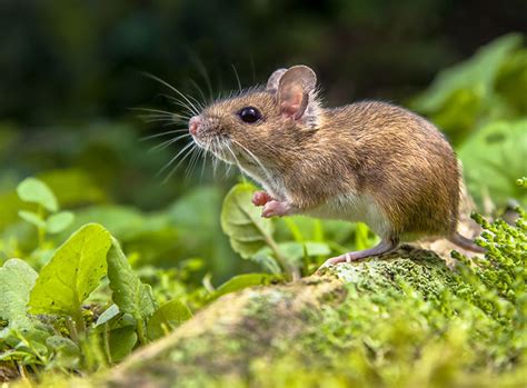 Eine Maus artgerecht als Haustier halten | ZooRoyal Magazin