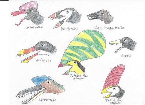 Pterosaur Heads Part 4 By Cjcroen On Deviantart