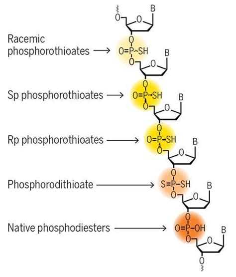 Oligonucleotide Structure