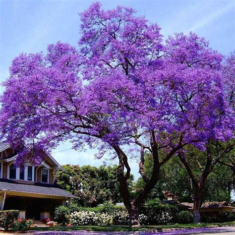 Paulownia Elongata 50 Seeds In 2021 Fast Growing Trees Jacaranda