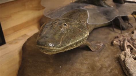 Transitional Fossils Fish