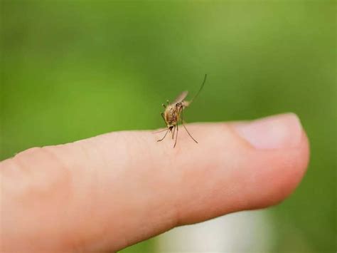 Scientists Tricked 200 Mosquitoes Into Delivering Malaria Vaccines To