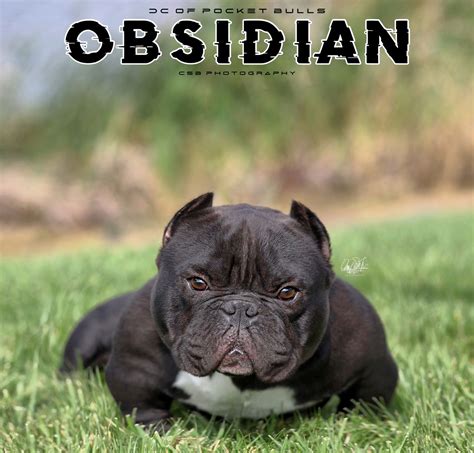 Sold Pimpy X Obsidian Female Vortex Bulls