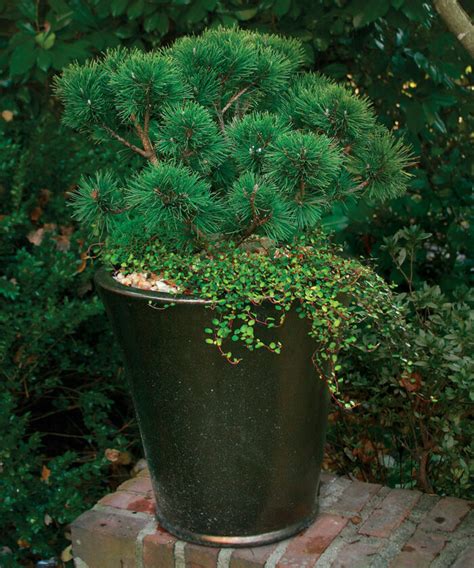 Cold Weather Combinations For Fall Containers Fine Gardening