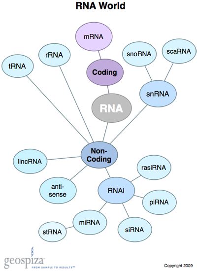 Next Generation Sequencing Adds Thousands Of New Genes Digital World Biology