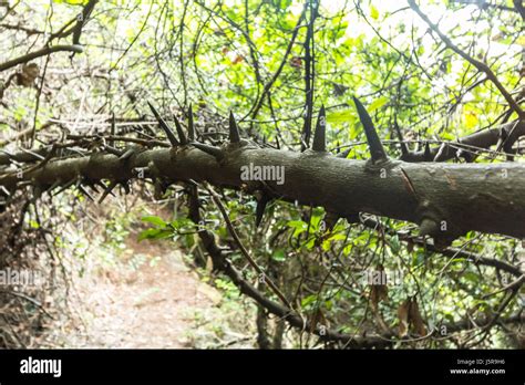 Spiny Solid Tree Trunk South Africa Stock Photo Alamy