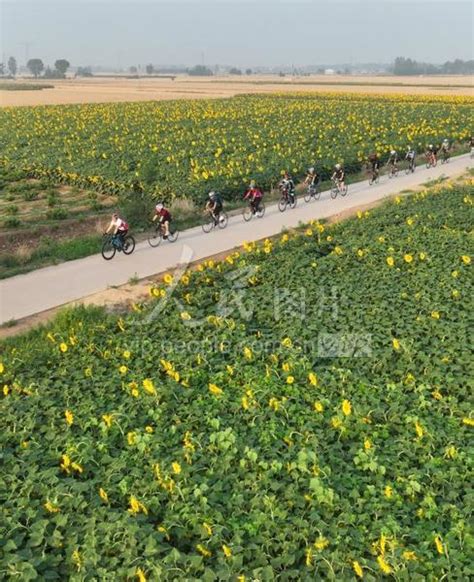 河北平乡：油葵花开引客来 人民图片网