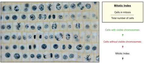 Mitotic Index Bioninja