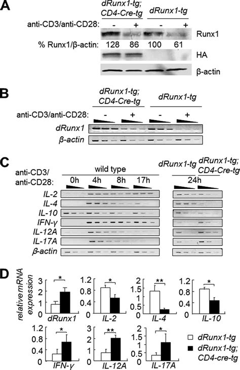 Effects Of Distal Runx1 Over Expression On The Expression Of Various