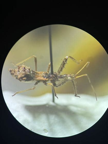 Hemiptera Bugguide Net