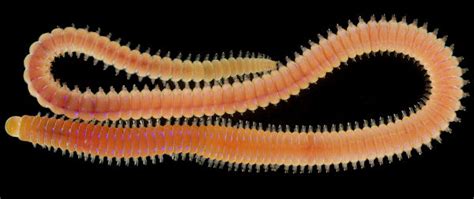 Annelida Lumbrineris Sp