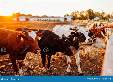 Farmer Feeding Cows With Grass On Farm Yard At Sunset Cattle Eating And Walking Outdoors Stock